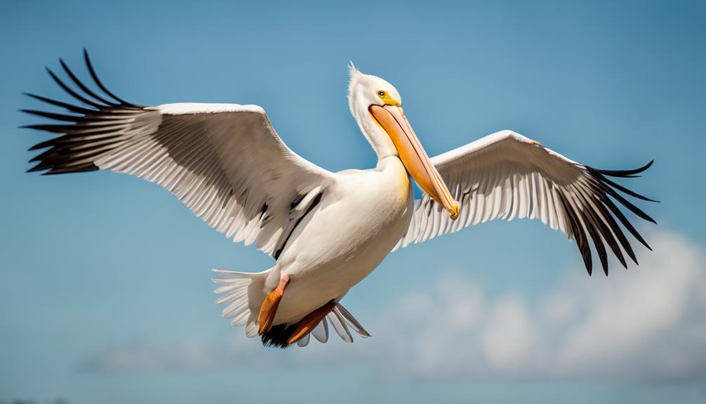 Top 15 Types Of Large Birds In Florida (With Pictures) - Fly Aviary