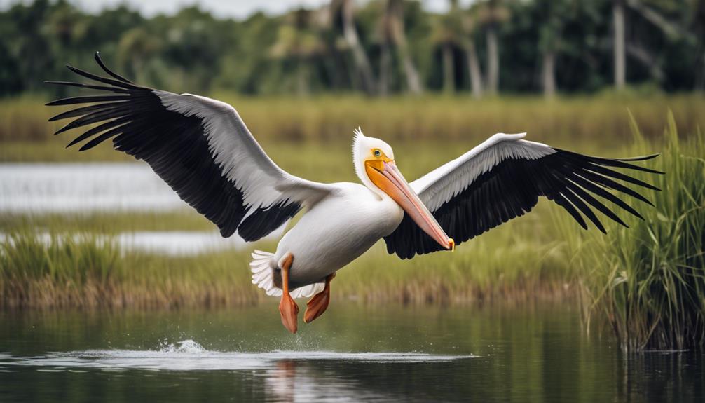 Top 15 Types Of Birds In Everglades (With Pictures) - Fly Aviary