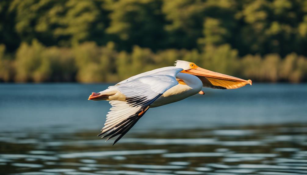 Top 15 Types Of Large Birds In New Jersey (With Pictures) - Fly Aviary