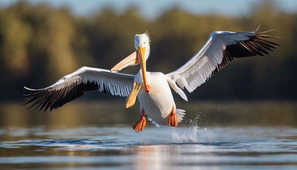 Top 15 Types Of White Birds (With Pictures) - Fly Aviary