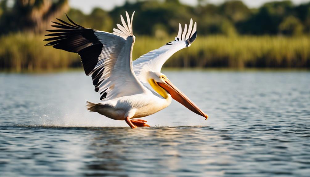 Top 15 Types Of Water Birds In Florida (With Pictures) - Fly Aviary