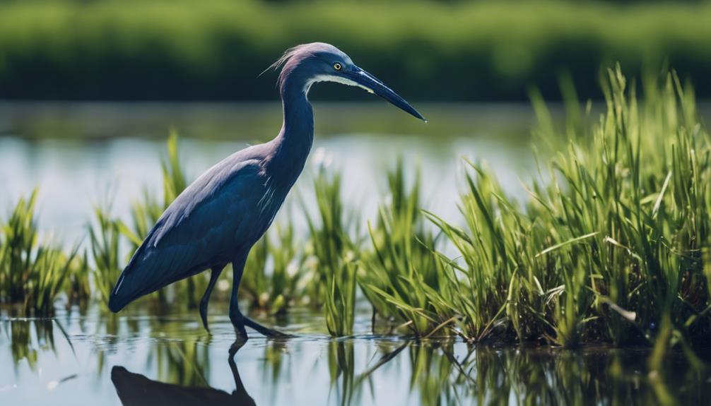 Top 15 Types Of Blue Birds In Alabama (With Pictures) - Fly Aviary