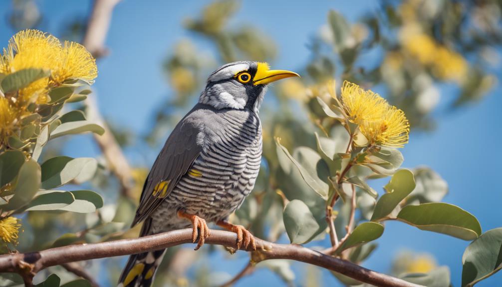 Top 15 Types Of Birds In Queensland (With Pictures) - Fly Aviary