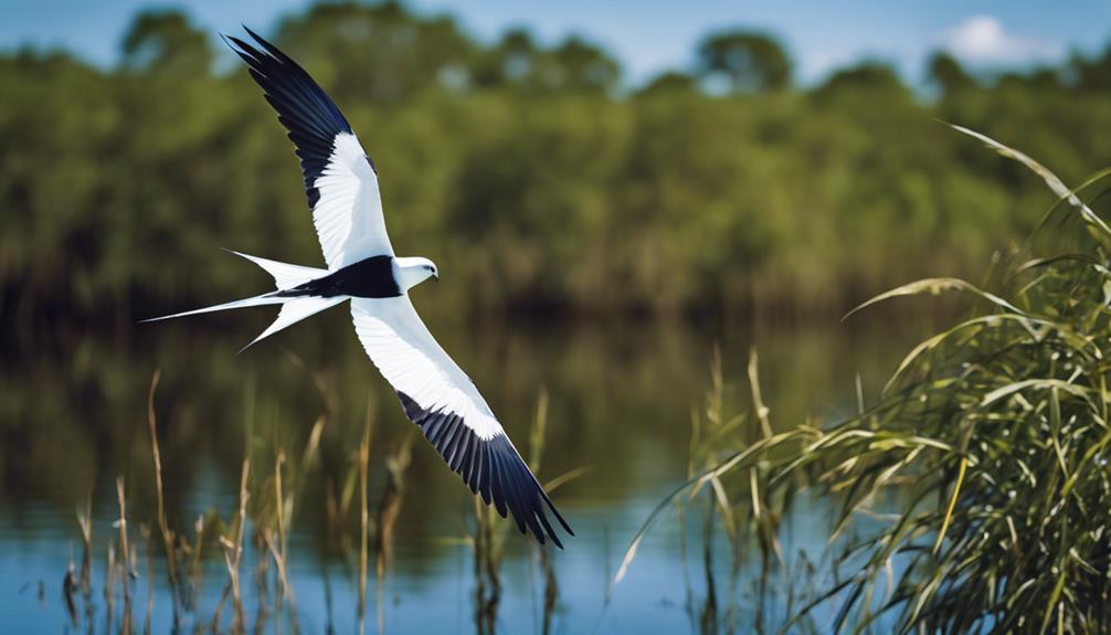 Top 15 Types Of Birds In Central Florida (With Pictures) - Fly Aviary