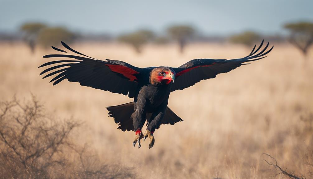 Top 15 Types Of Birds In Botswana (With Pictures) - Fly Aviary