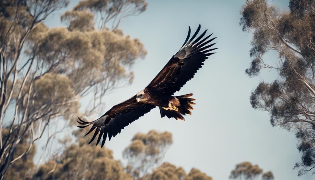 Top 15 Types Of Birds In Australia (With Pictures) - Fly Aviary