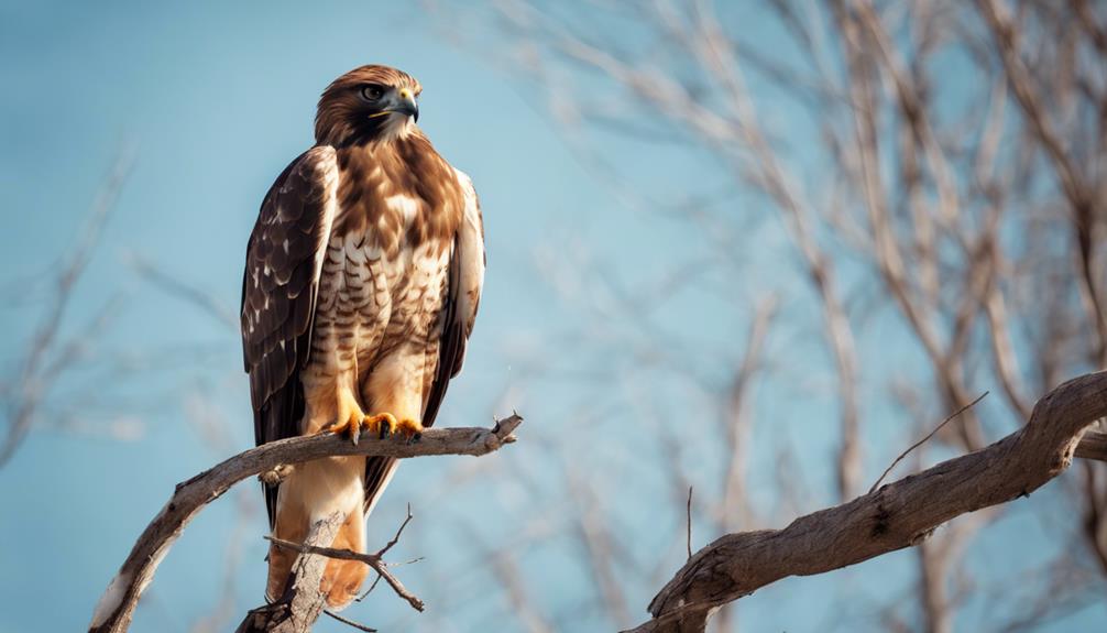 Top 15 Types Of Birds In Dallas Texas (With Pictures) - Fly Aviary