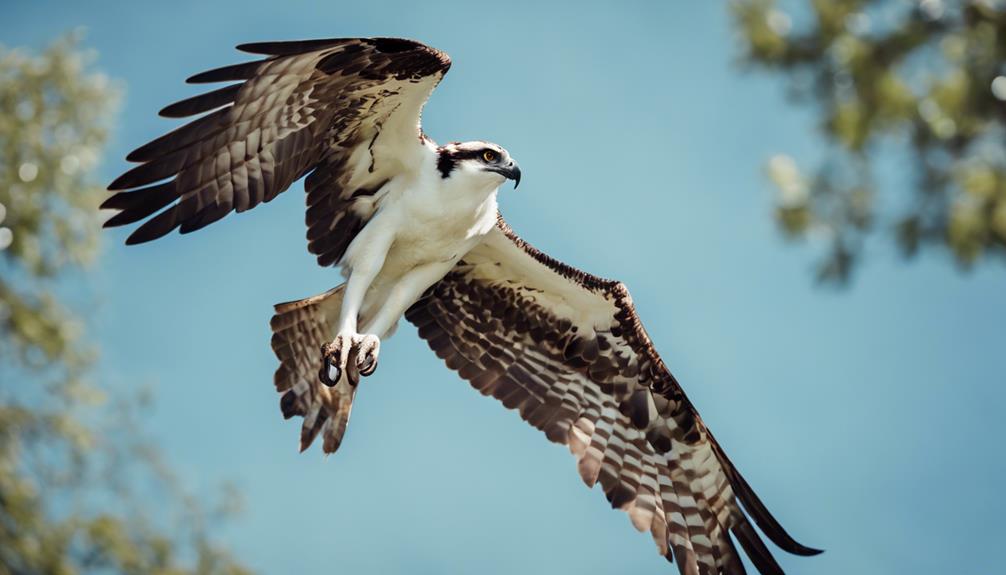 Top 15 Types Of Birds In Virginia (With Pictures) - Fly Aviary