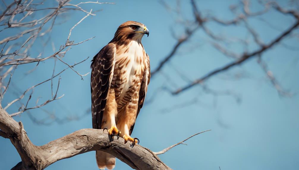 Top 15 Types Of Aggressive Birds (With Pictures) - Fly Aviary