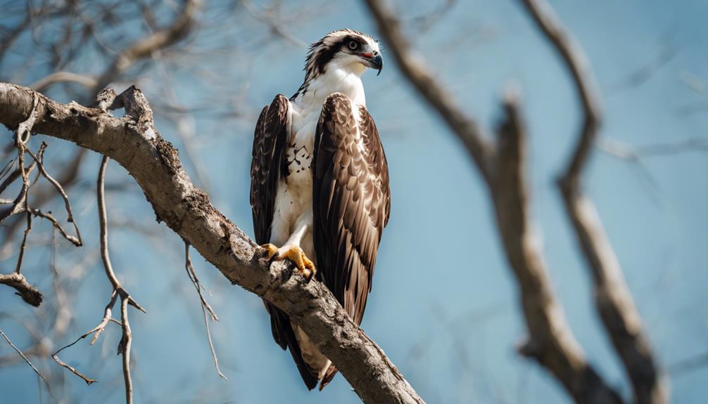 Top 15 Types Of Birds In Queensland (With Pictures) - Fly Aviary