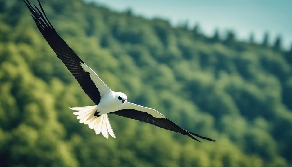 Top 15 Types Of Kite Birds (With Pictures) - Fly Aviary