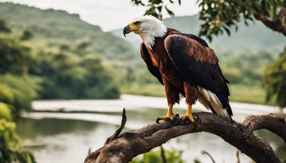 Top 15 Types Of Birds In Nigeria (With Pictures) - Fly Aviary