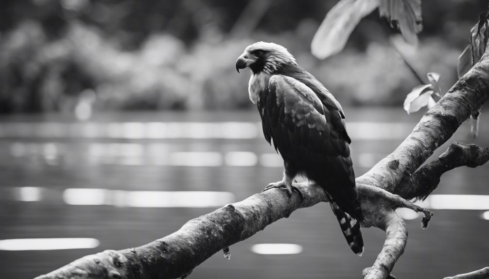 Top 15 Types Of Birds In The Amazon Rainforest (With Pictures) - Fly Aviary