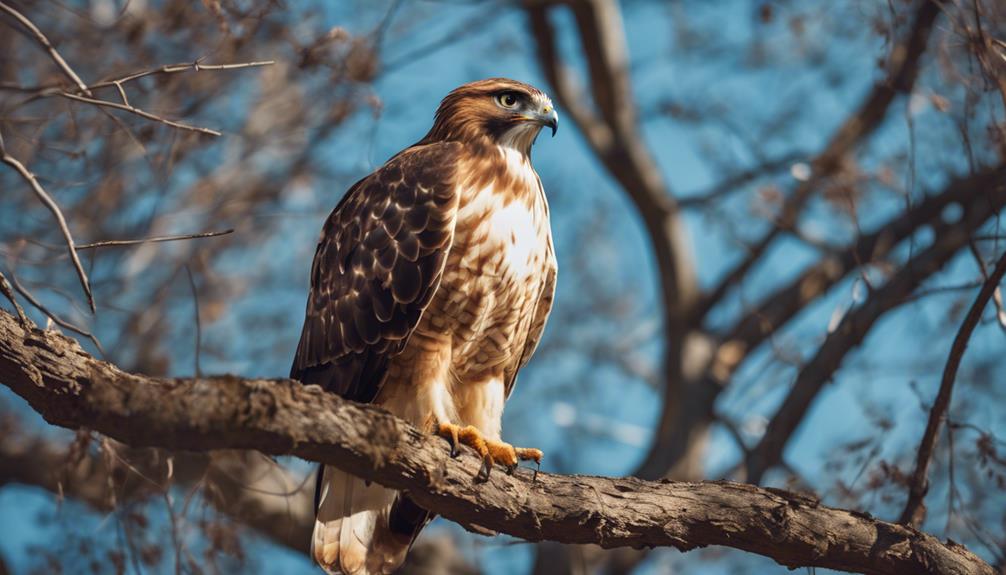 Top 15 Types Of Carnivorous Birds (With Pictures) - Fly Aviary