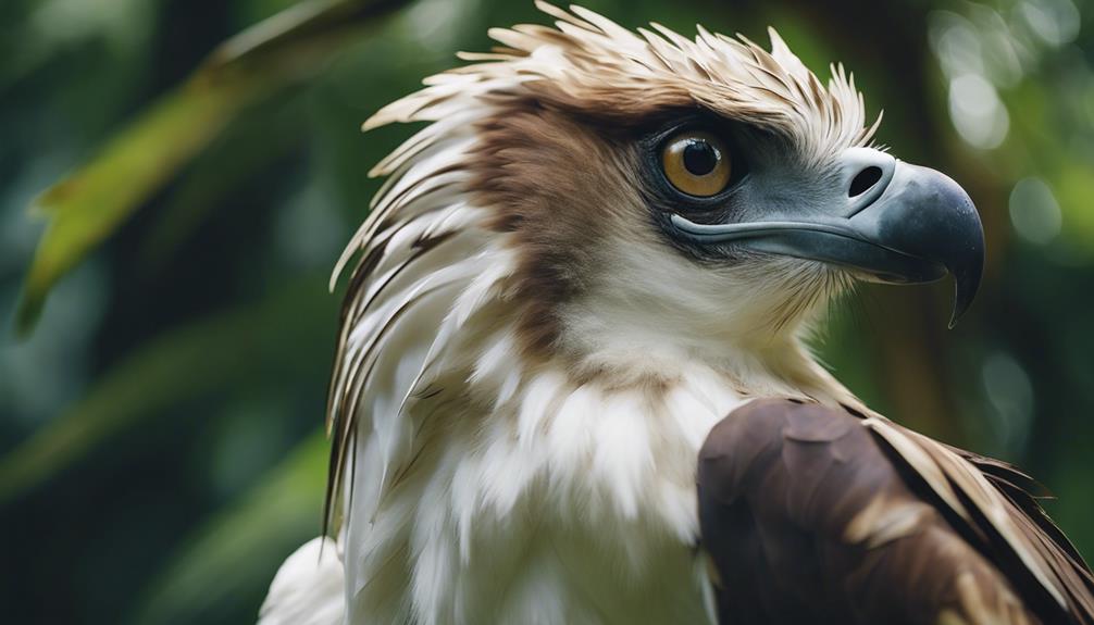 Top 15 Types Of Eagles (With Pictures) - Fly Aviary