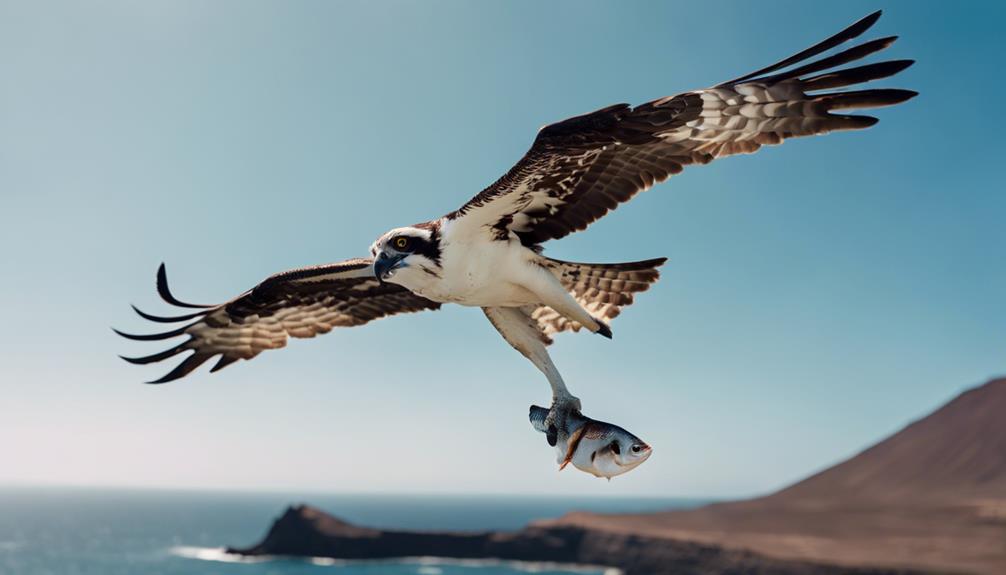 Top 15 Types Of Birds In Lanzarote (With Pictures) - Fly Aviary