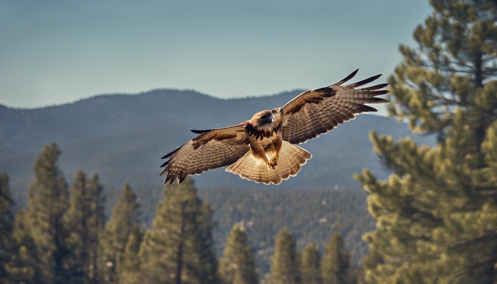 Top 15 Types Of Birds In Big Bear Ca (With Pictures) - Fly Aviary