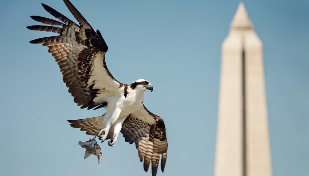 Top 15 Types Of Birds In Washington DC (With Pictures) - Fly Aviary