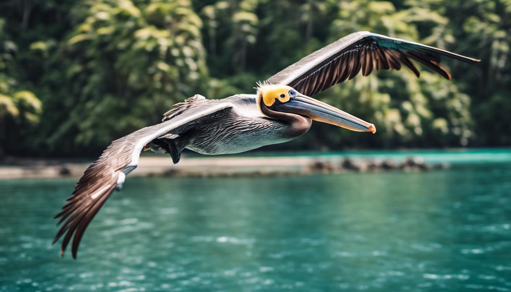 Top 15 Types Of Birds In Costa Rica (With Pictures) - Fly Aviary