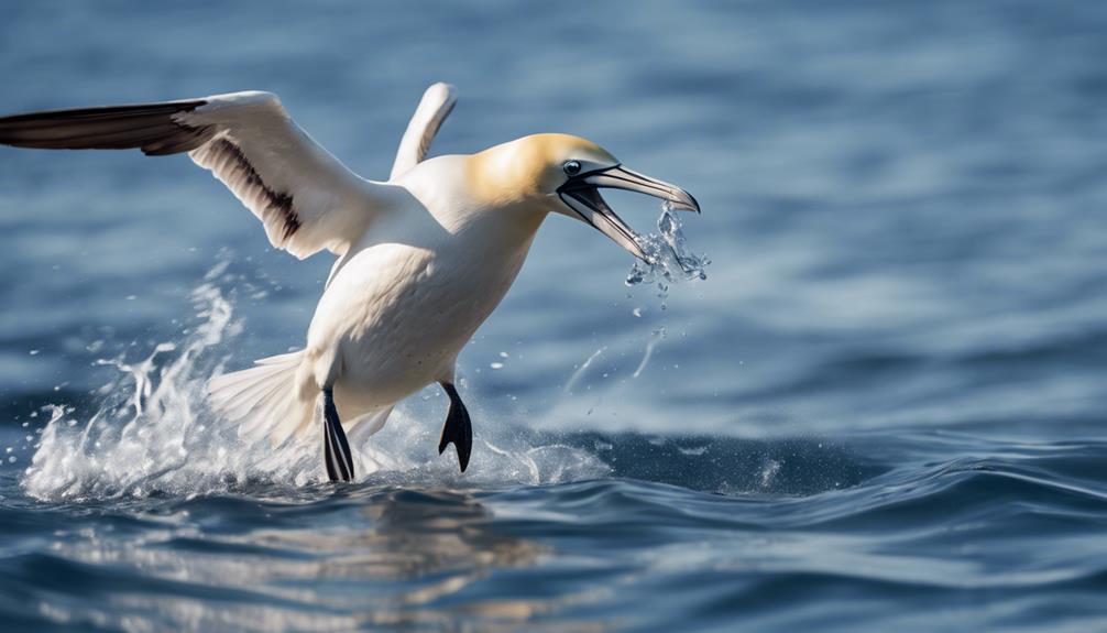 Top 15 Types Of Birds In The Ocean (With Pictures) - Fly Aviary