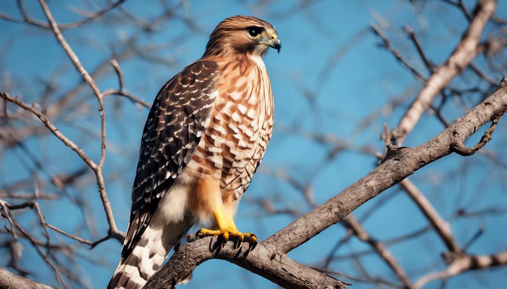 Top 15 Types Of Large Birds In Texas (With Pictures) - Fly Aviary