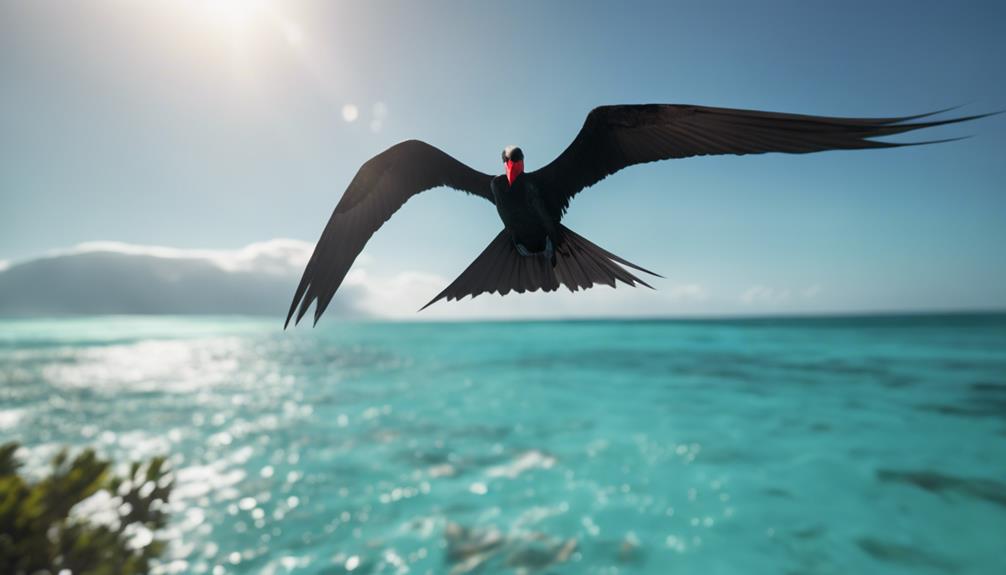 Top 15 Types Of Frigate Birds (With Pictures) - Fly Aviary
