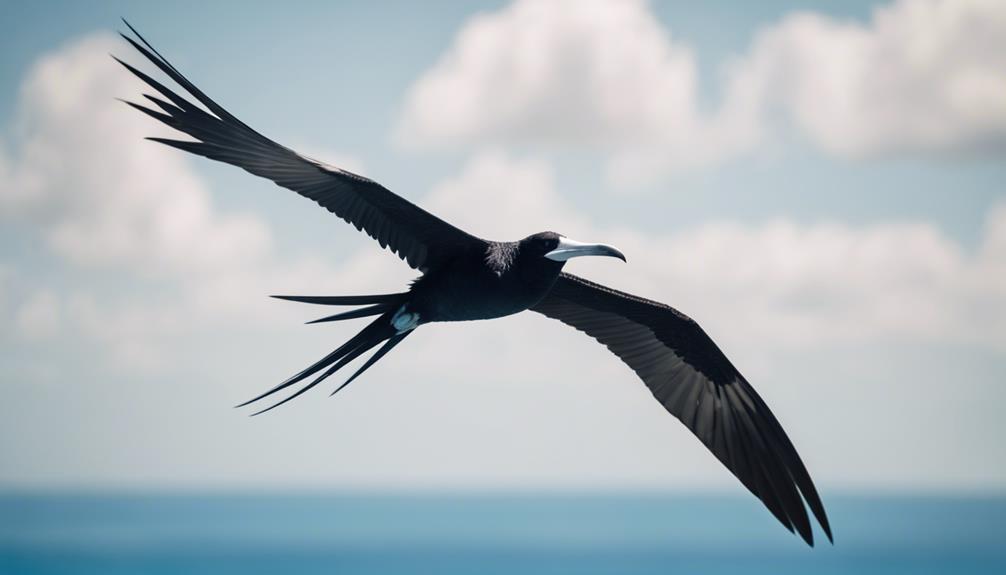 Top 15 Types Of Frigate Birds (With Pictures) - Fly Aviary