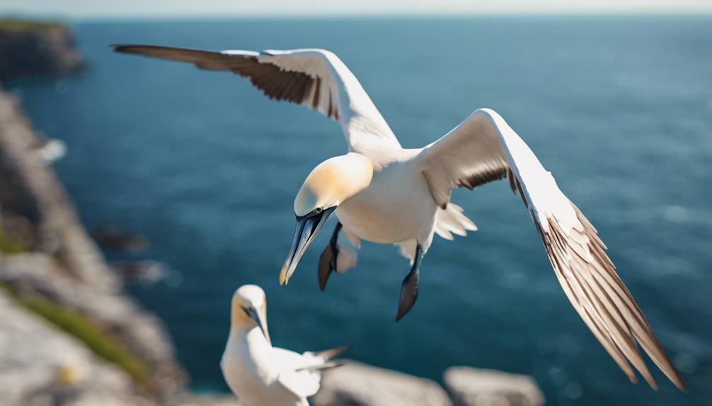 Top 15 Types Of Sea Birds In Maine (With Pictures) - Fly Aviary