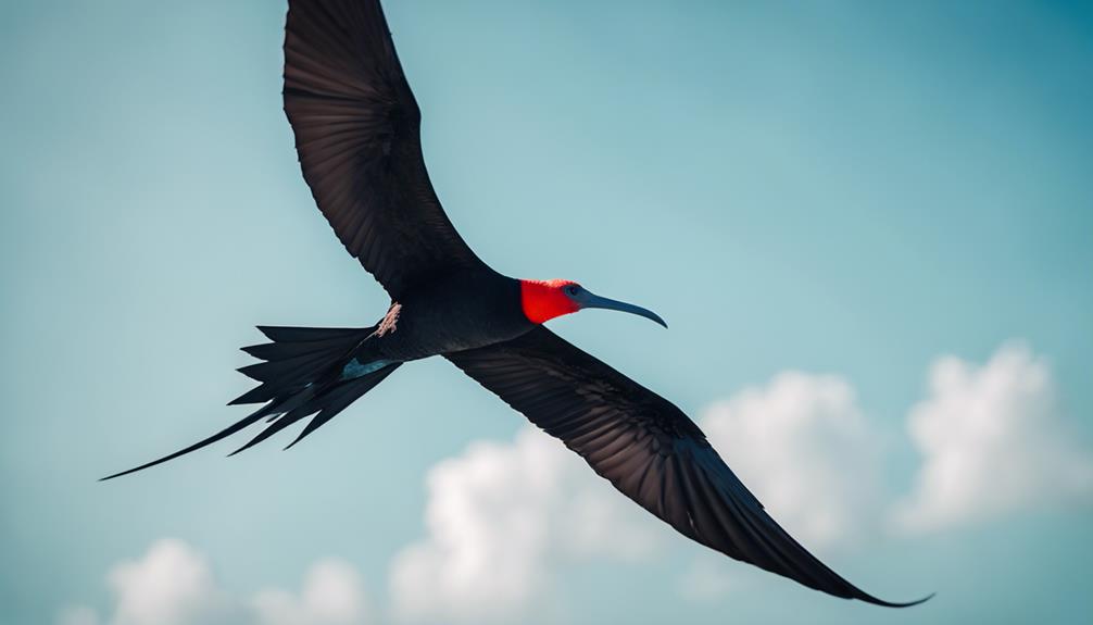 Top 15 Types Of Birds In Key West (With Pictures) - Fly Aviary