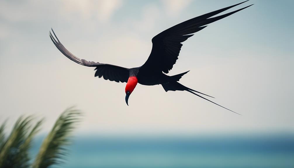 Top 15 Types Of Frigate Birds (With Pictures) - Fly Aviary