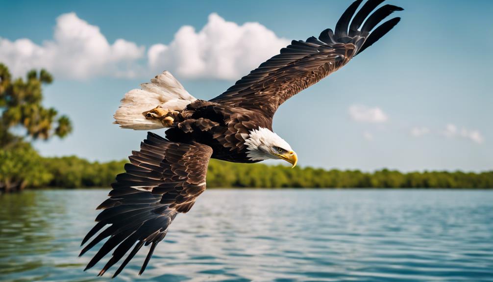 Top 15 Types Of Birds In Venice Florida (With Pictures) - Fly Aviary