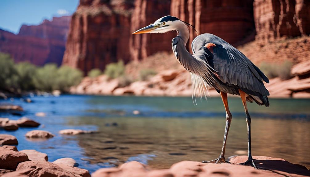 Top 15 Types Of Birds In Grand Canyon (With Pictures) - Fly Aviary