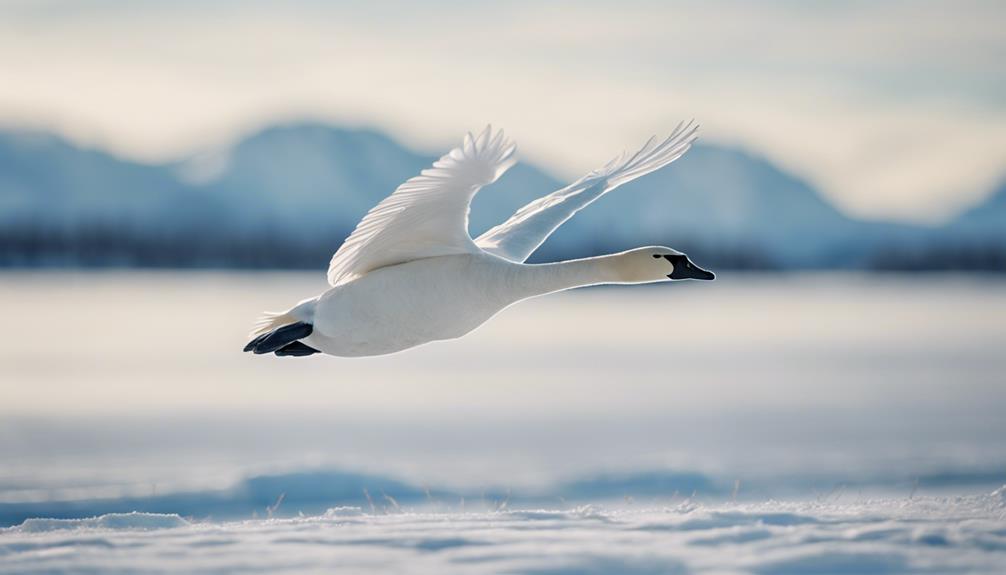Top 15 Types Of Small White Birds (With Pictures) - Fly Aviary