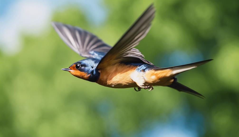 Top 15 Types Of Orange Birds (With Pictures) - Fly Aviary