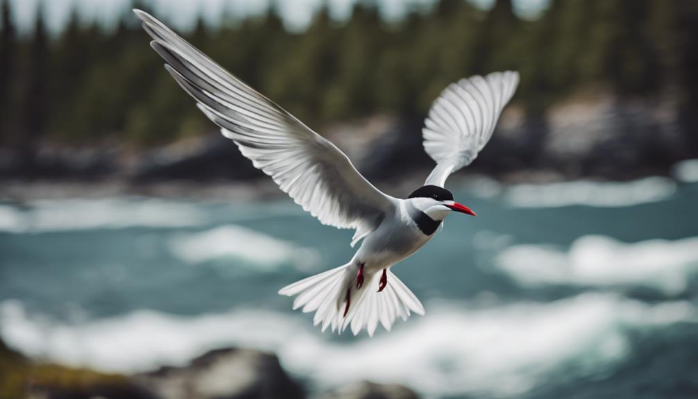 Top 15 Types Of Sea Birds In Maine (With Pictures) - Fly Aviary
