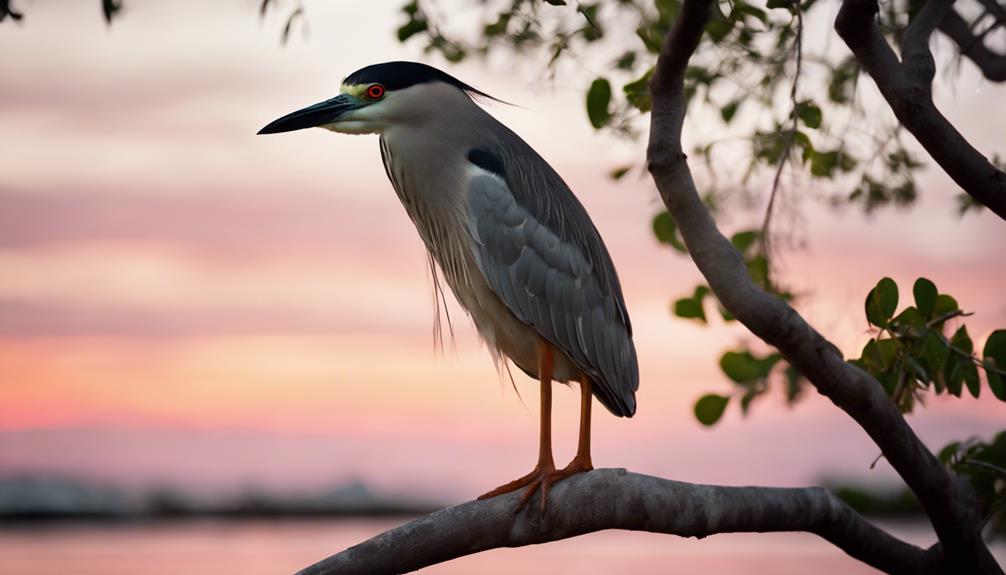 Top 15 Types Of Birds In Honolulu (With Pictures) - Fly Aviary