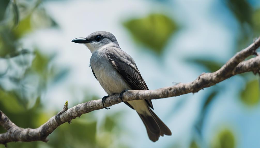 Top 15 Types Of Birds In Dominican Republic (With Pictures) - Fly Aviary