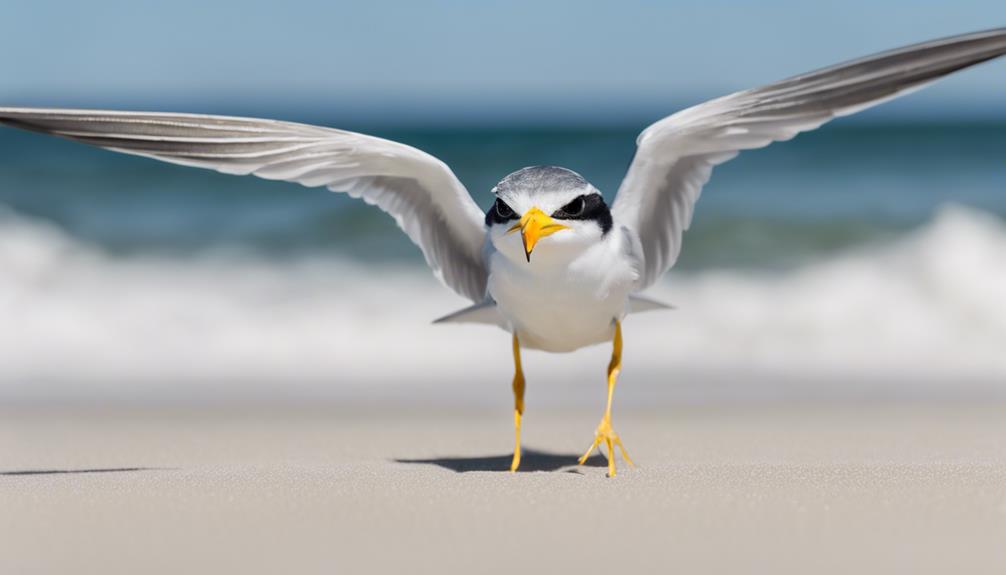 Top 15 Types Of Sea Birds In Florida (With Pictures) - Fly Aviary