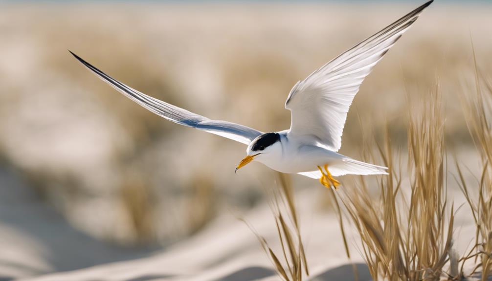 Top 15 Types Of Beach Birds (With Pictures) - Fly Aviary