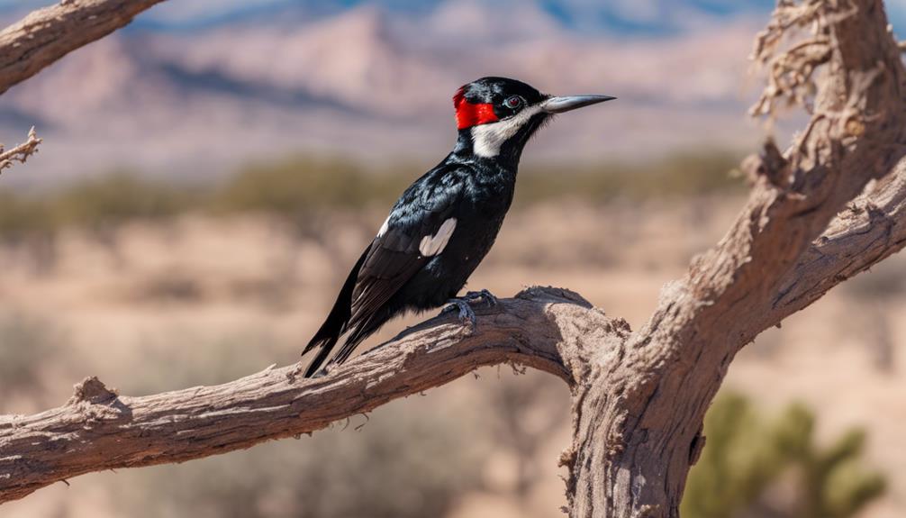 Top 15 Types Of Birds In New Mexico (With Pictures) - Fly Aviary
