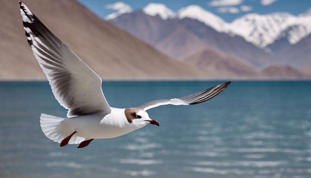 Top 15 Types Of Birds In Ladakh (With Pictures) - Fly Aviary