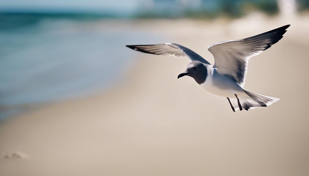 Top 15 Types Of Beach Birds (With Pictures) - Fly Aviary