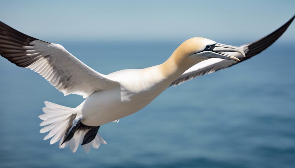 Top 15 Types Of Birds In Europe (With Pictures) - Fly Aviary