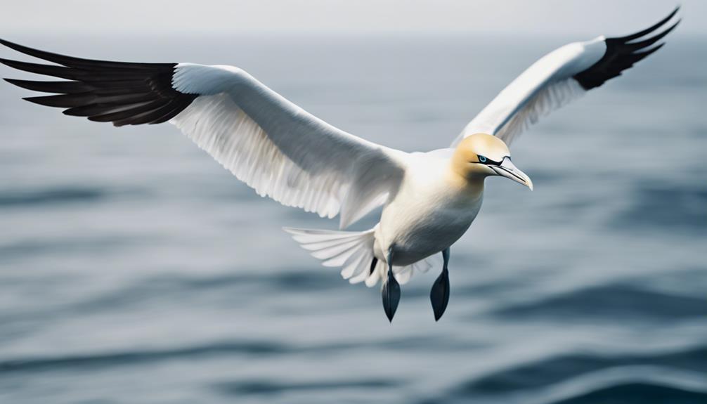 Top 15 Types Of Birds In Quebec (With Pictures) - Fly Aviary