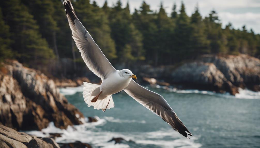 Top 15 Types Of Sea Birds In Maine (With Pictures) - Fly Aviary