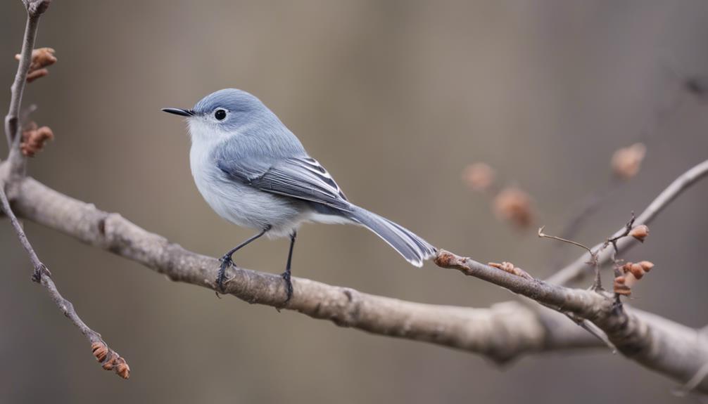 Top 15 Types Of Blue Birds In Wisconsin (With Pictures) - Fly Aviary