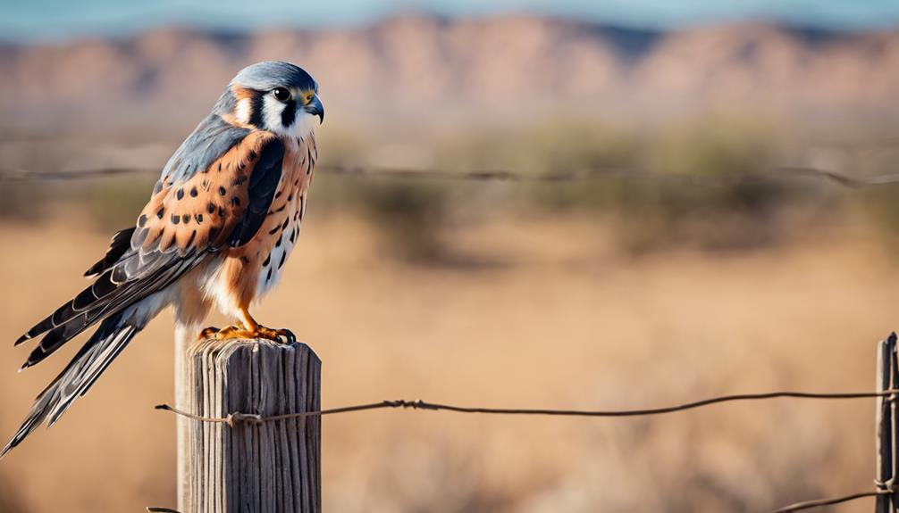 Top 15 Types Of Birds In West Texas (With Pictures) - Fly Aviary