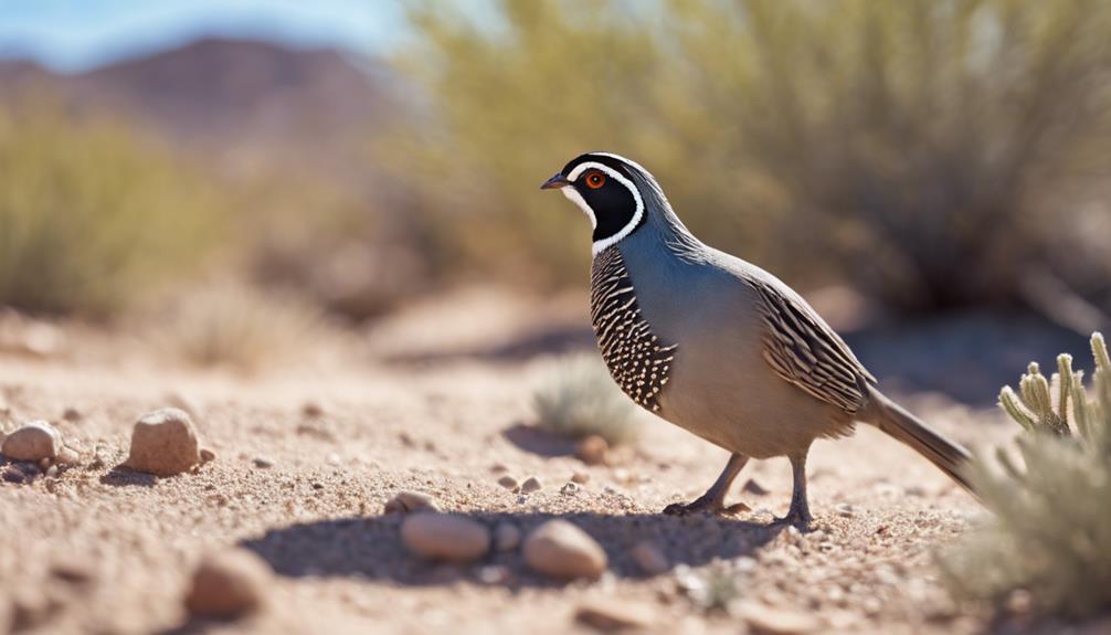 Top 15 Types Of Birds In El Paso Tx (With Pictures) - Fly Aviary