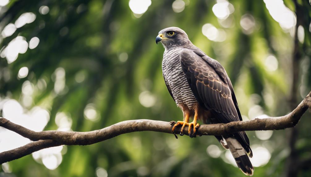 Top 15 Types Of Birds In El Salvador (With Pictures) - Fly Aviary