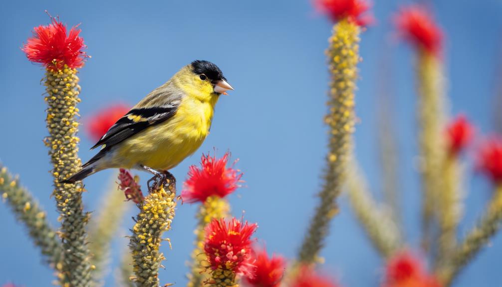 Top 15 Types Of Birds In Arizona (With Pictures) - Fly Aviary